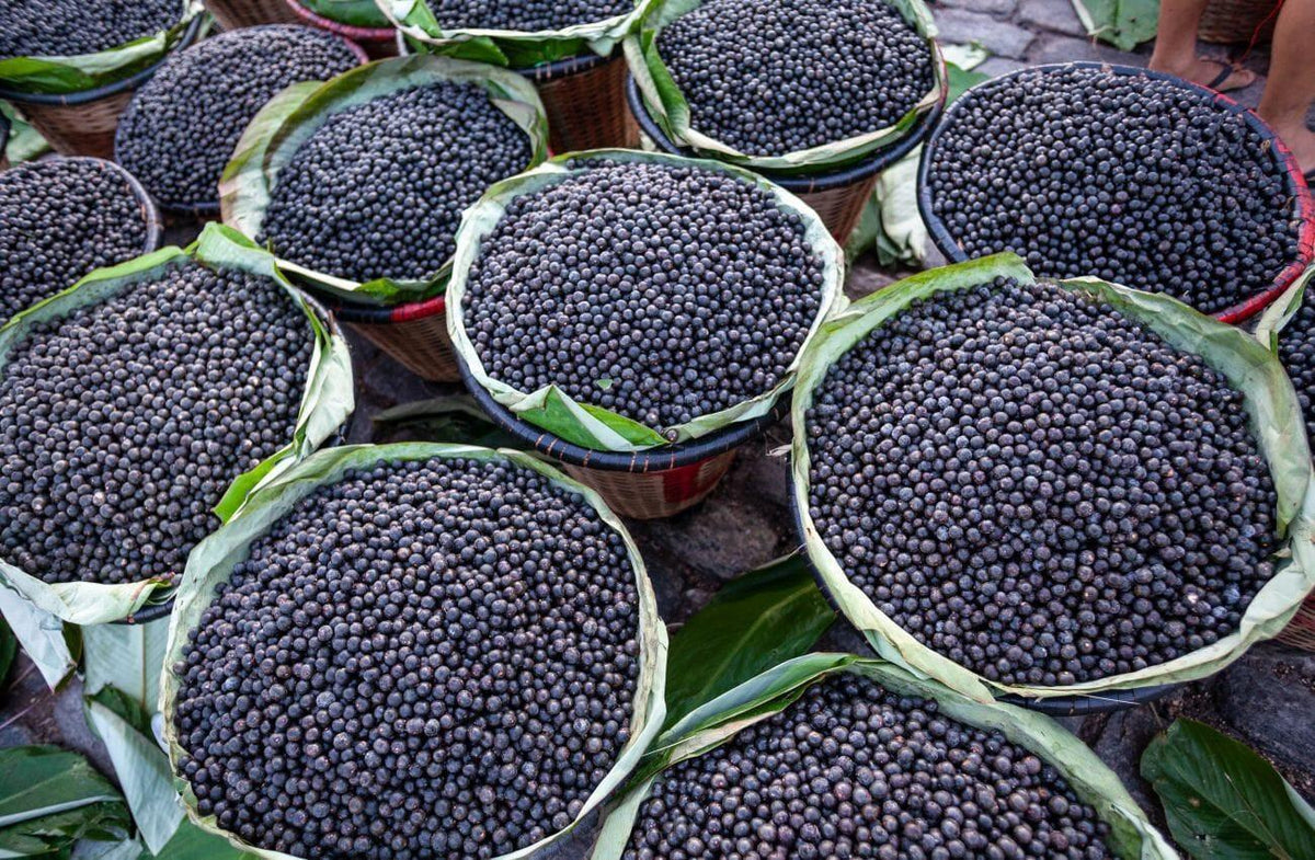 Acai Berries vs Blueberries: Which Is Better for Health? | Z Natural Foods